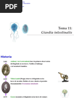 Retortamonas Intestinalis | PDF | Especialidades Medicas | Microbiología