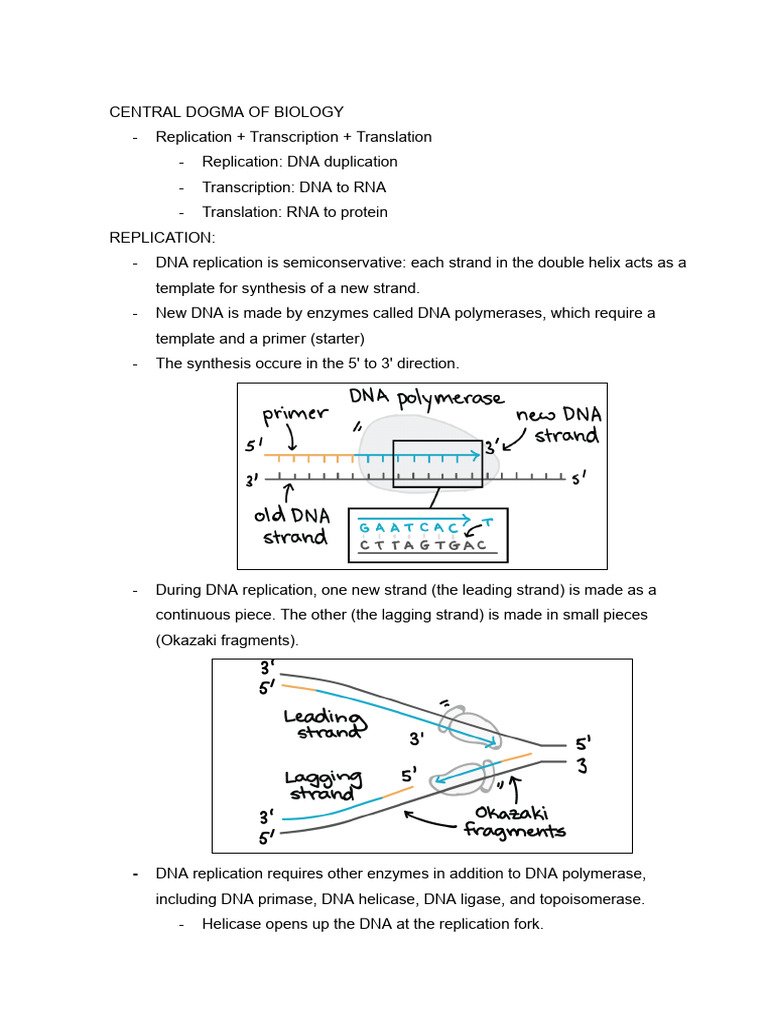 Central Dogma: DNA Replication Explained | PDF | Science & Mathematics