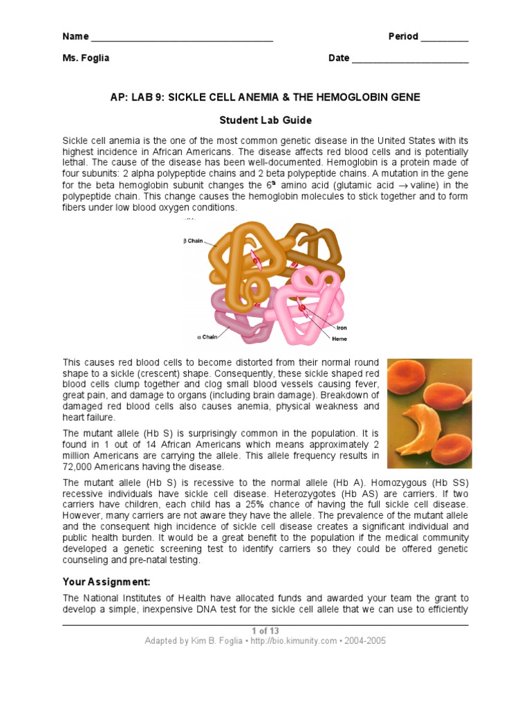 Ap: Lab 9: Sickle Cell Anemia & The Hemoglobin Gene Student Lab Guide ...