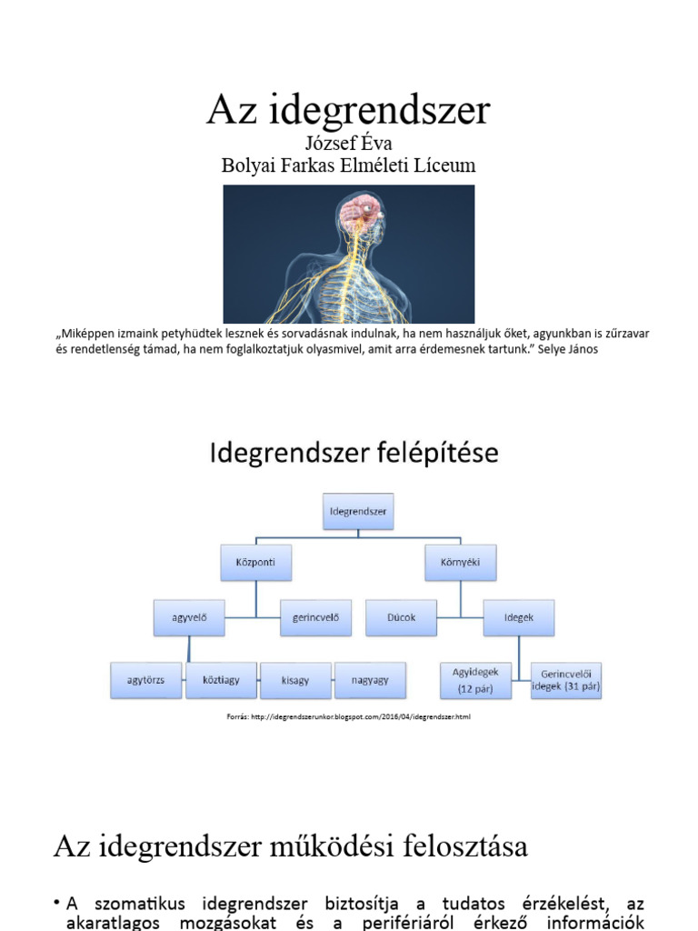 Az Idegrendszer | PDF