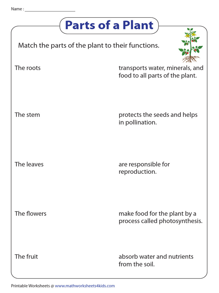 Match The Parts of The Plant To Their Functions | PDF | Technology ...