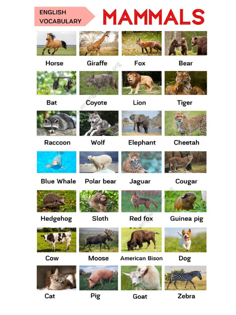 Classes of Animals and Birds | PDF