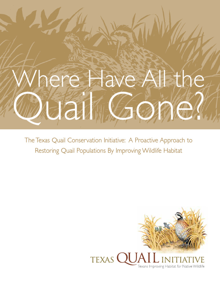 Where Have All The: Quail Gone? | PDF | Grazing | Habitat