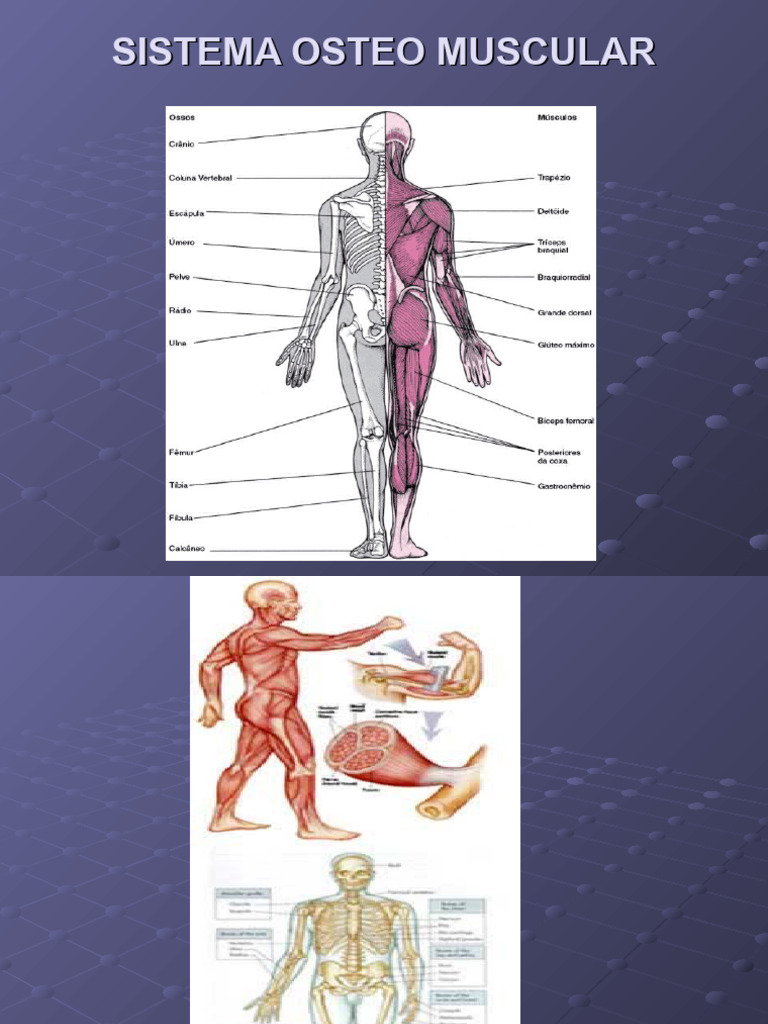 Sistema Osteo Muscular | PDF | Articulación | Músculo