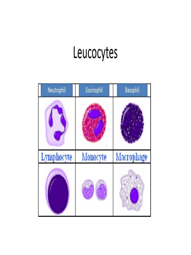 Leucocytes | PDF | Macrophage | White Blood Cell