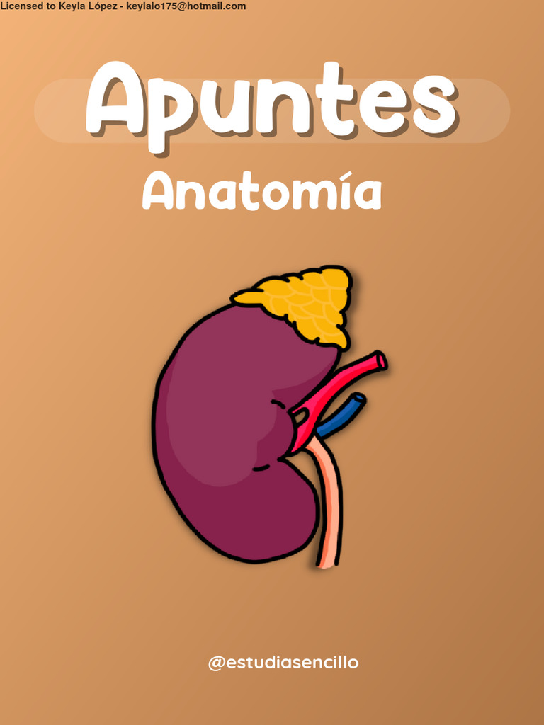 Apuntes+de+Anatomía+ +@estudiasencillo | PDF | Músculo | Retículo ...