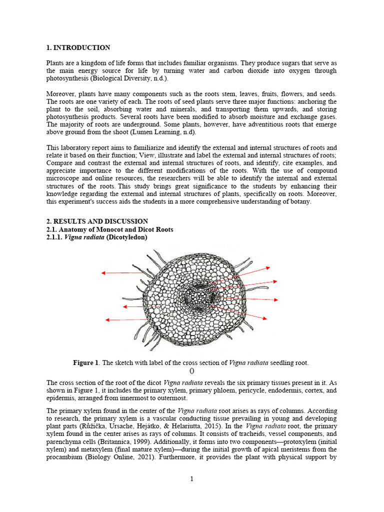 Anatomy of Monocot and Dicot Roots | PDF | Root | Leaf