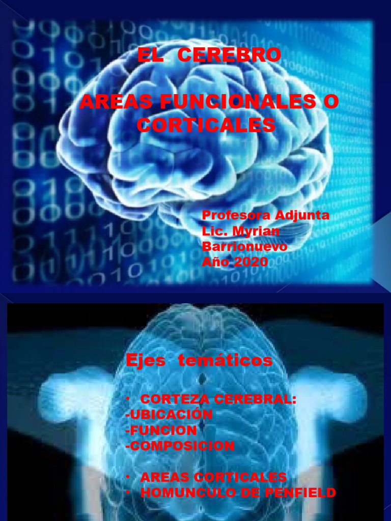 Areas Corticales | Descargar gratis PDF | Cerebro | Corteza cerebral