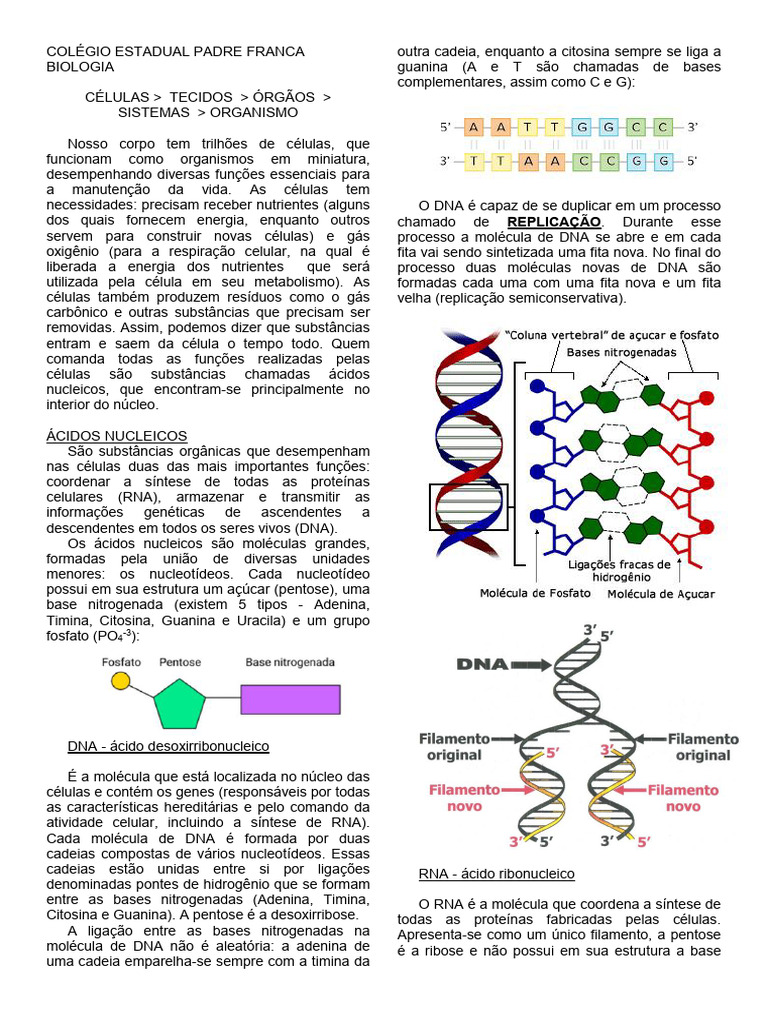 DNA e RNA | PDF | RNA | DNA