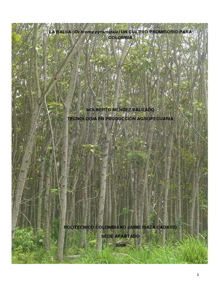 La Balsa (Ochroma Pyramidale) Un Cultivo Promisorio para Colombia | PDF ...