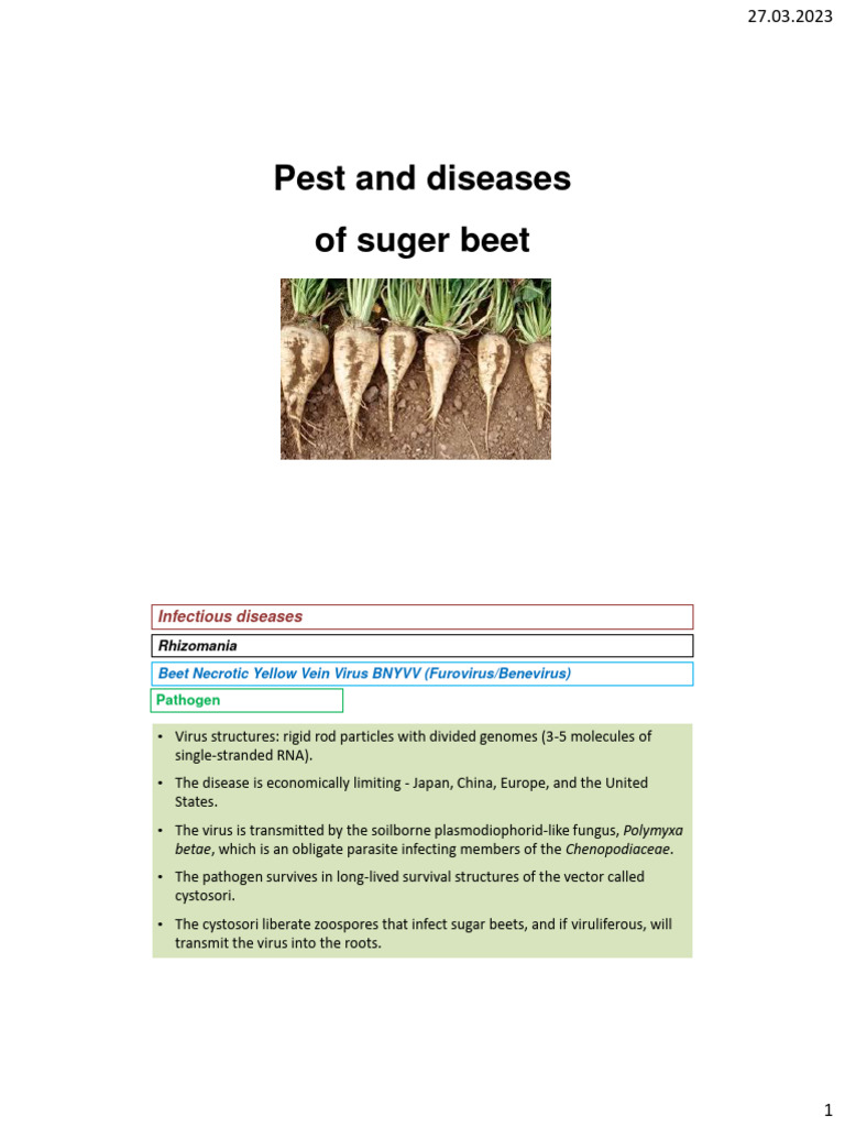 4 Diseases and Pests of Sugar Beet | PDF | Beetle | Pest (Organism)