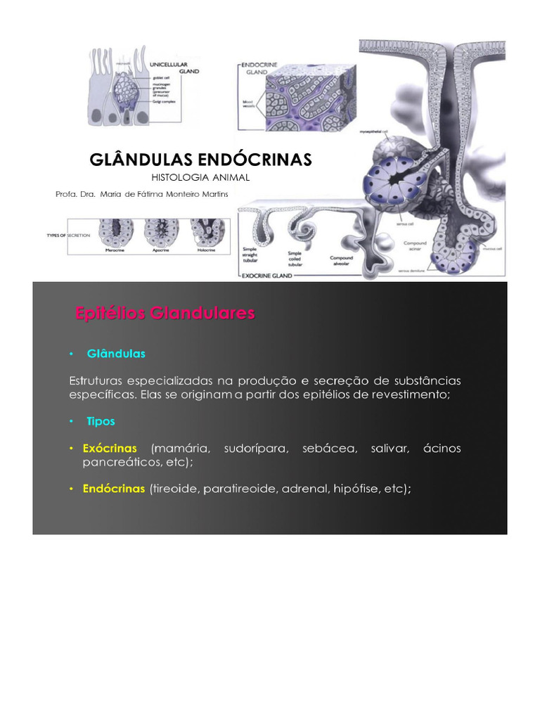 Histologia Glândulas Endócrinas 2021 | PDF