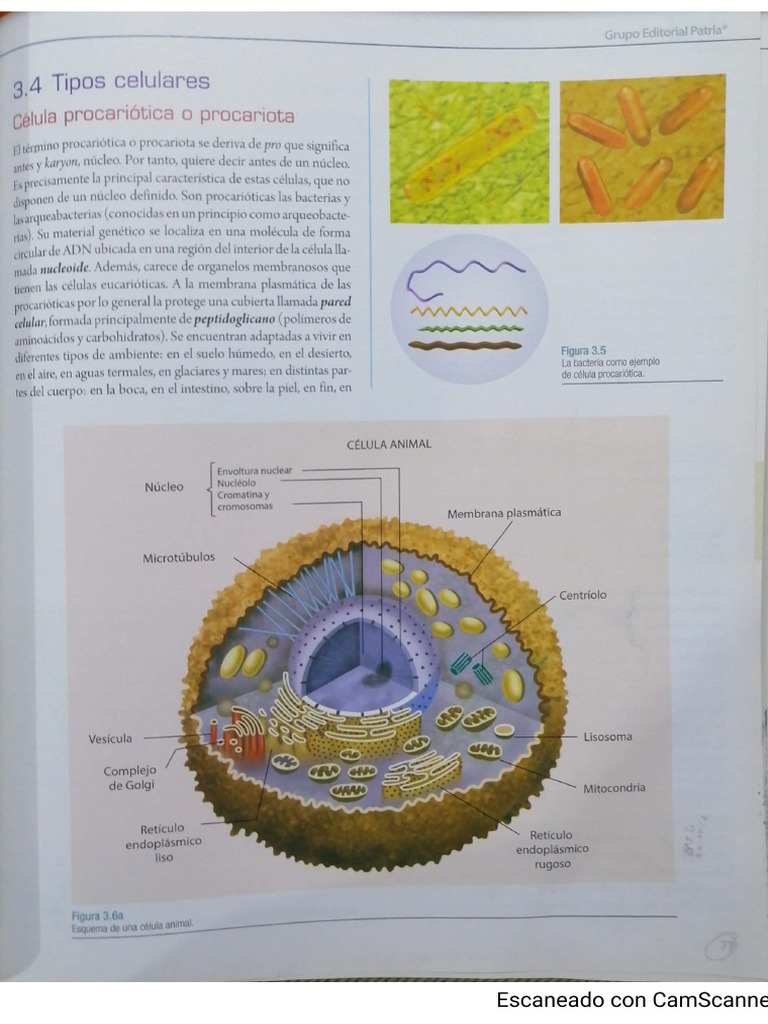 Tipos Celulares | PDF