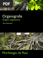 Raízes Adventícias: Exemplos e Funções | PDF | Raiz | Morfologia vegetal