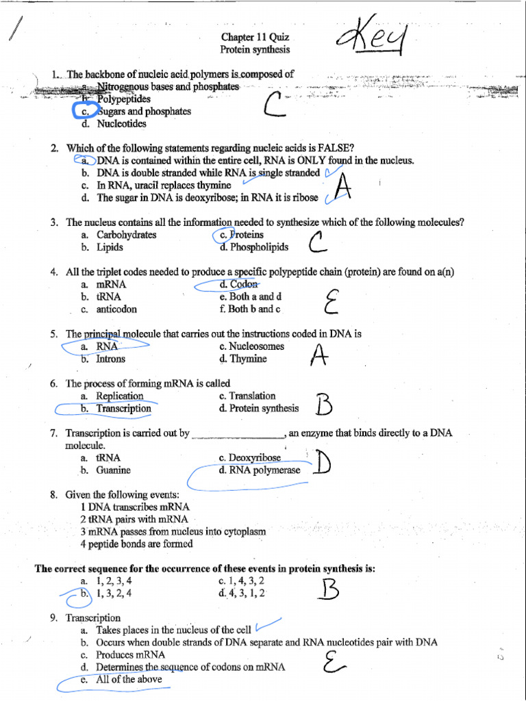 Chapter 11 Quiz 2 Answe | PDF