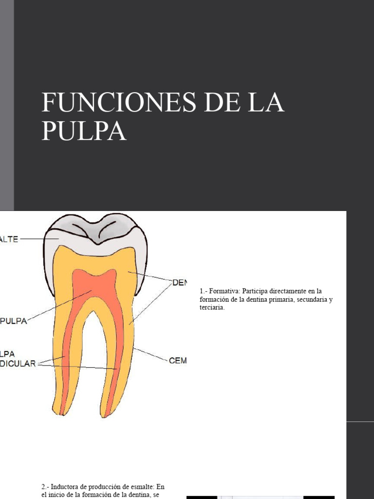 Funciones de La Pulpa | PDF | Inflamación | Diente