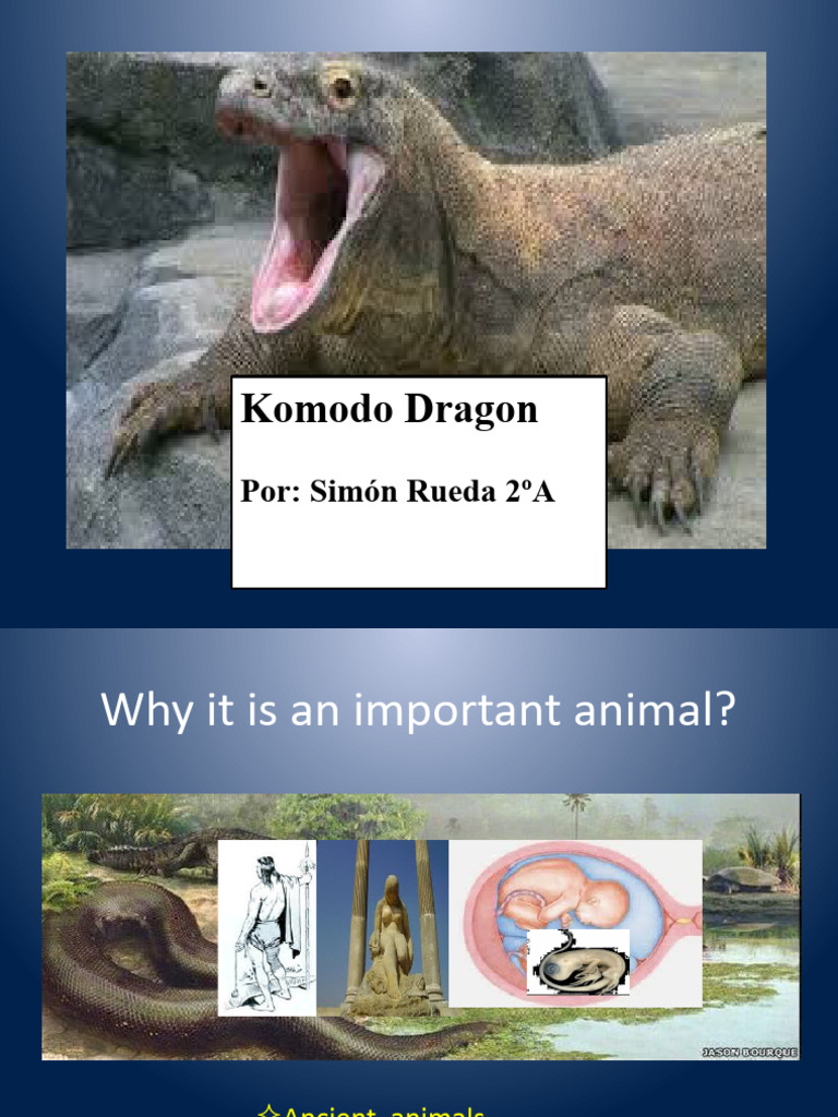 Dragon de Komodo | PDF