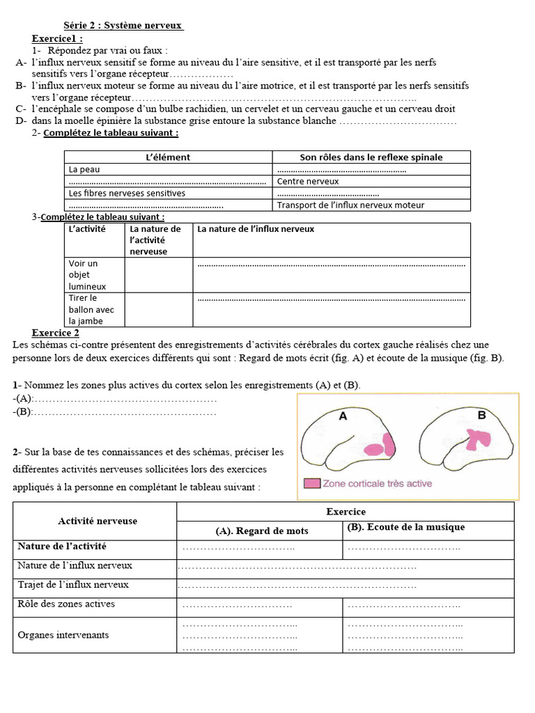 Exercice Concernant La Sensibilité Consciente | PDF | Nerf | Système nerveux