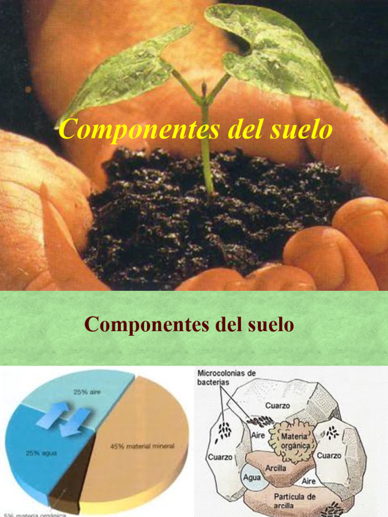 Componentes del Suelo y Su Importancia | PDF | Suelo | Minerales