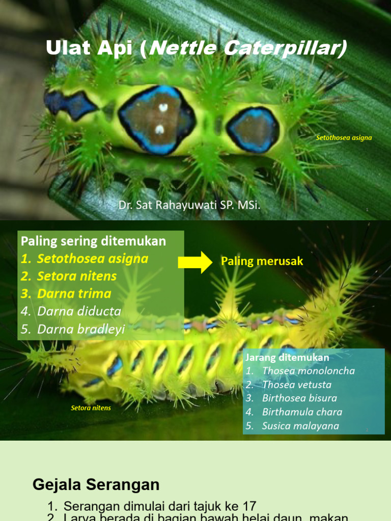 Mengenal Ulat Api - OK | PDF
