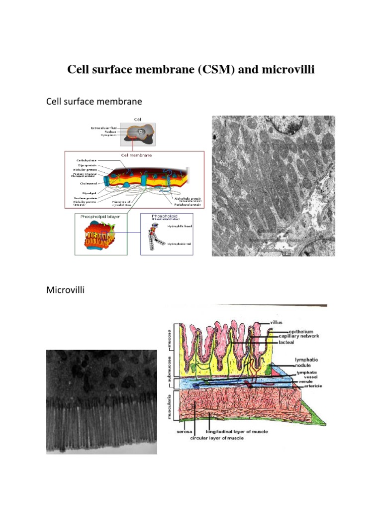 Cell Surface Membrane | Download Free PDF | Cell Membrane | Cell (Biology)