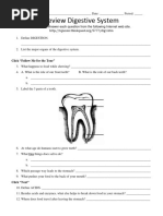 The Digestive System - Grade 6 | PDF | Digestion | Small Intestine