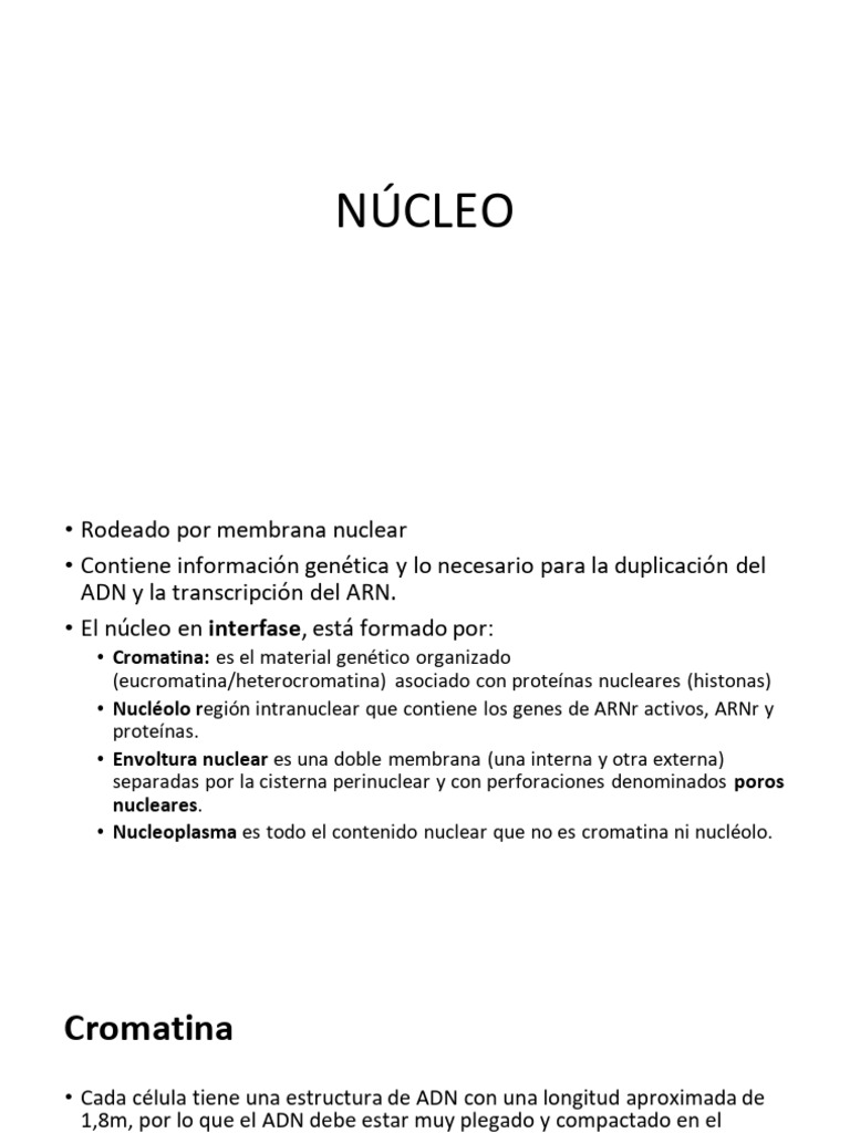 Estructura y Función del Núcleo Celular | PDF | Nucleo celular | Cromatina