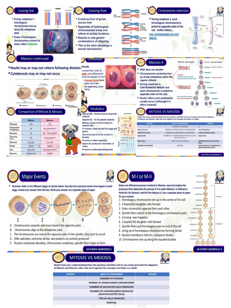 Cell Cycle Pics (Read in Advance) | PDF