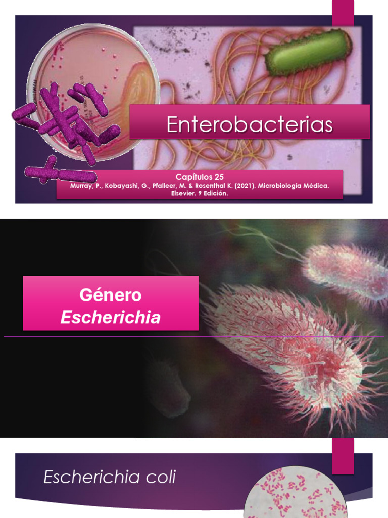 CL-10 Género Enterobacterias 2024 | PDF | Escherichia coli | Salmonela