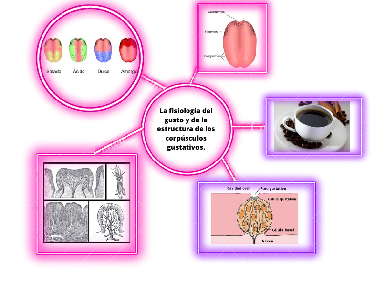 La Fisiología Del Gusto y de La Estructura de Los Corpúsculos ...