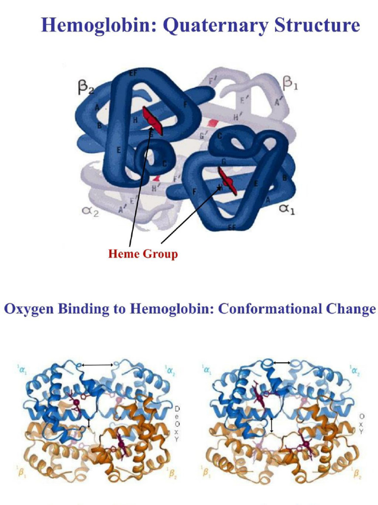 HB Quaternary Structure | PDF