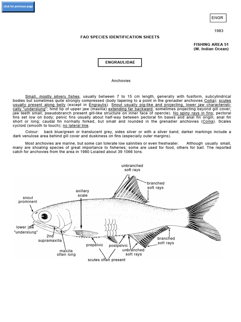 Fao Species Identification Sheets Fishing Area 51 (W. Indian Ocean ...