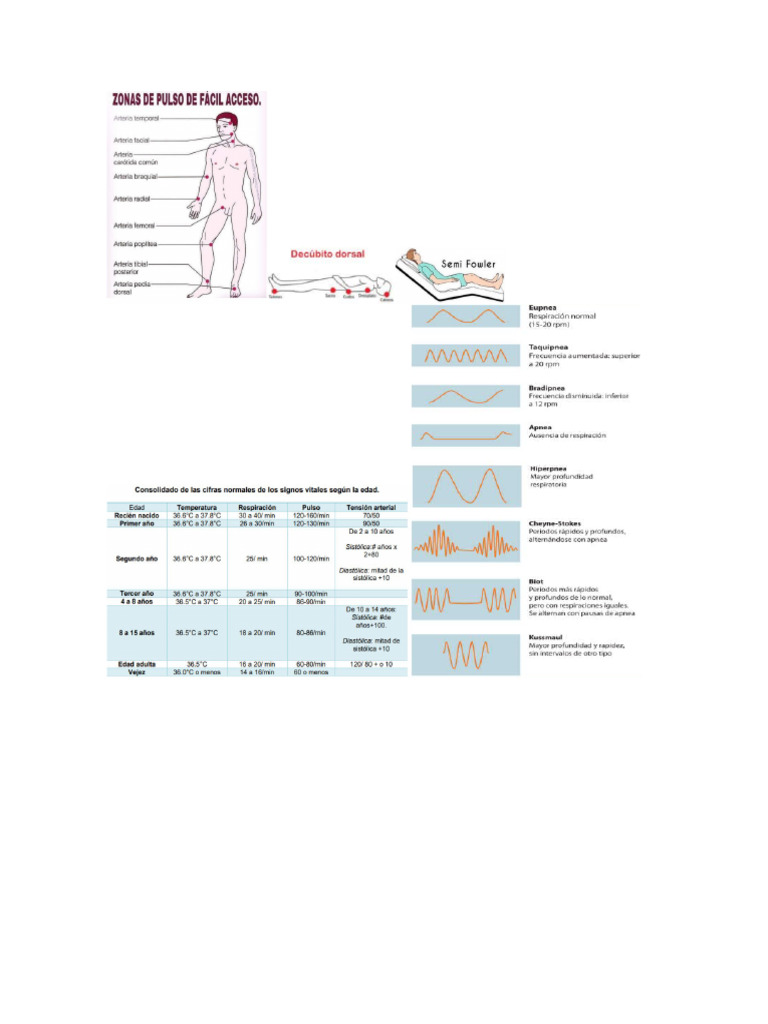 Imagenes EF1 Exploración Física y Signos Vitales | PDF