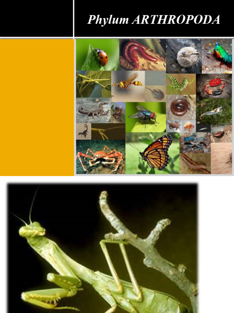 9 Arthropoda | PDF | Arthropods | Arthropodology