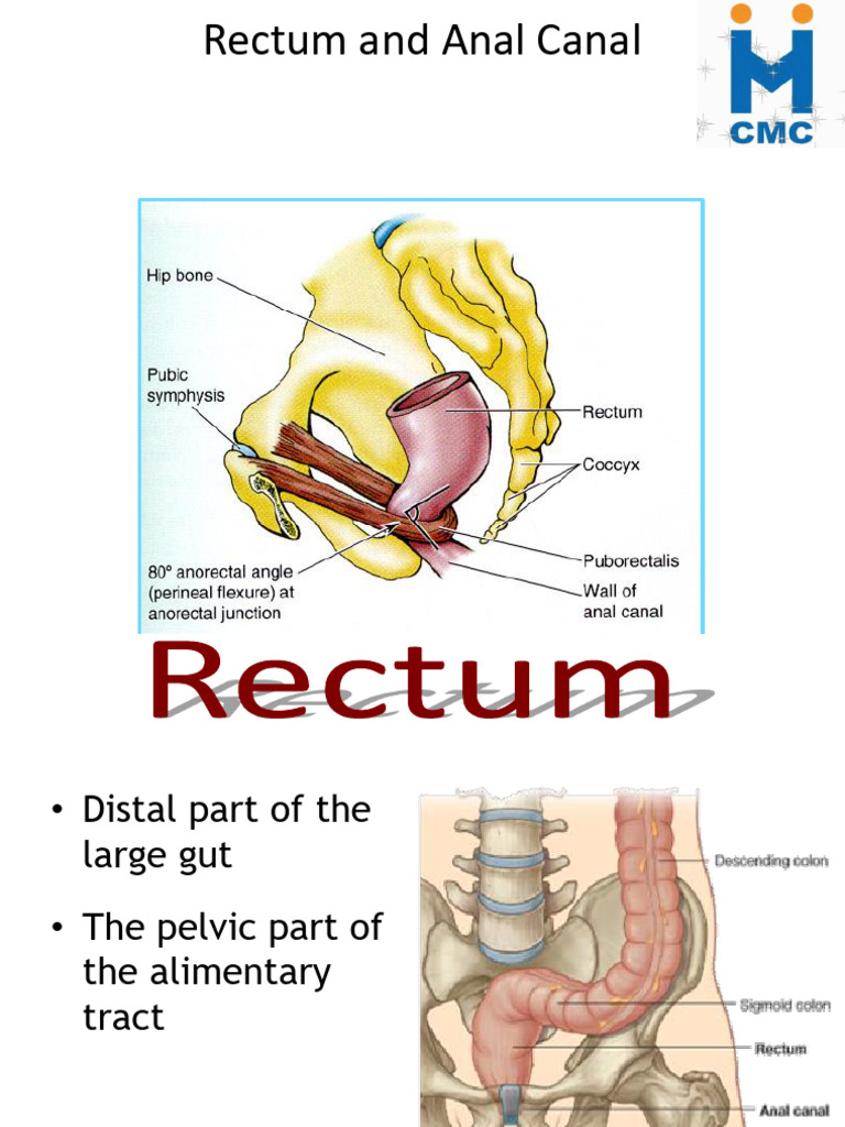 Rectum and Anal Canal | Download Free PDF | Rectum | Pelvis