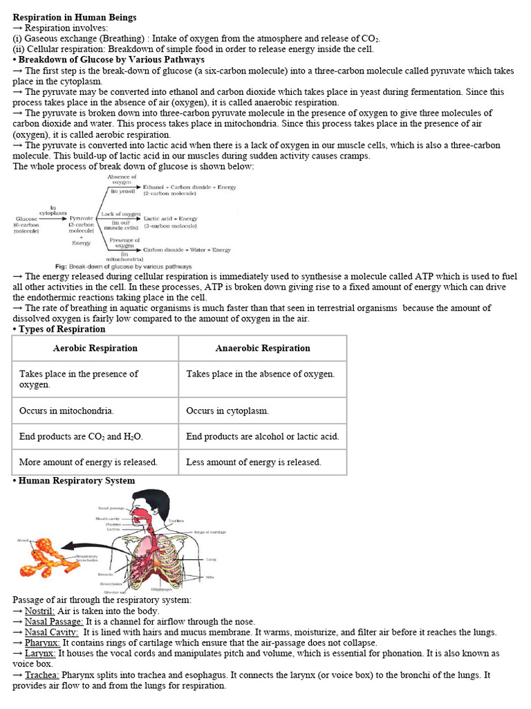 Respiration in Human Beings | PDF | Cellular Respiration | Respiratory ...