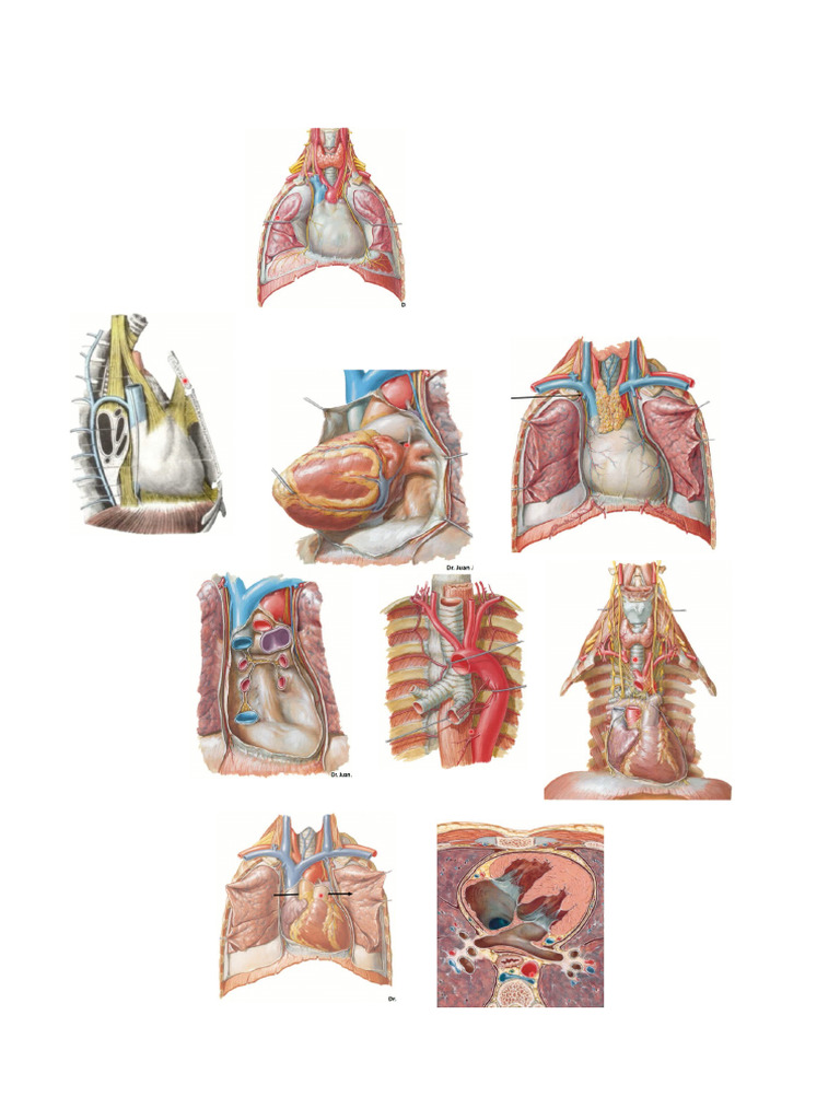 Imagenes Anatomia Pdf