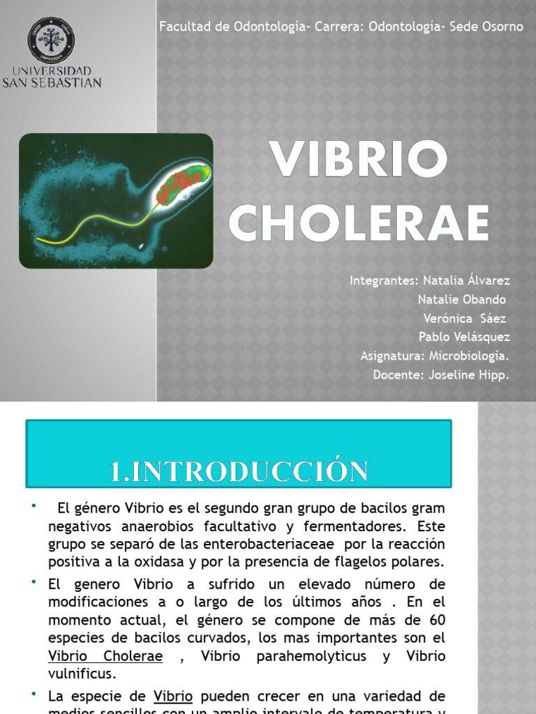 Vibrio Cholerae | PDF | Biología | Medicina CLINICA