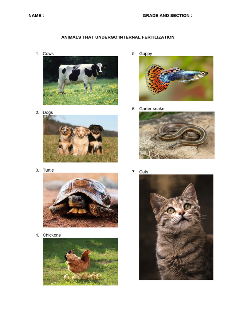Animals That Undergo Internal Fertilization | PDF