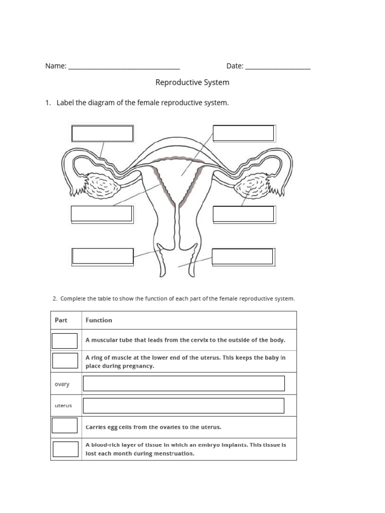 Reproductive worksheet 1 | PDF