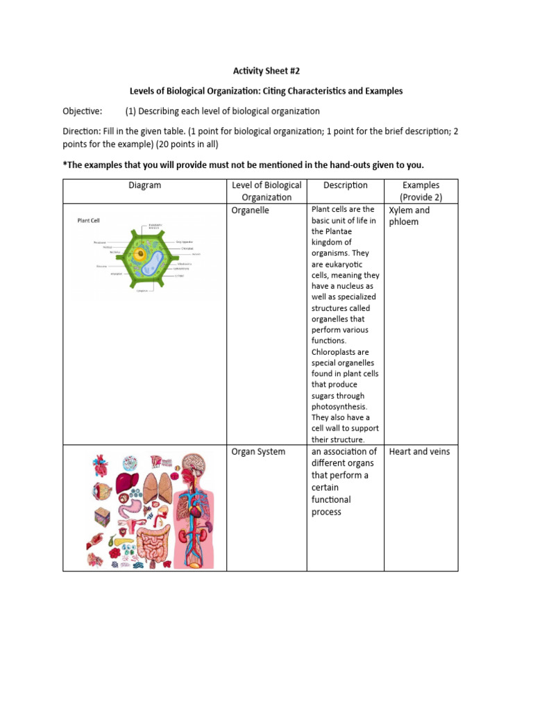 Levels of Biological Organization Activity | PDF | Plants | Tissue ...