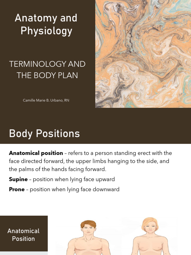 Terminology and Body Plan | PDF | Anatomical Terms Of Location | Anatomy