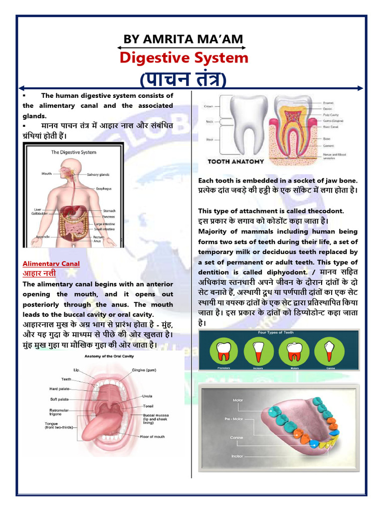 Digestion of Food PDF | PDF