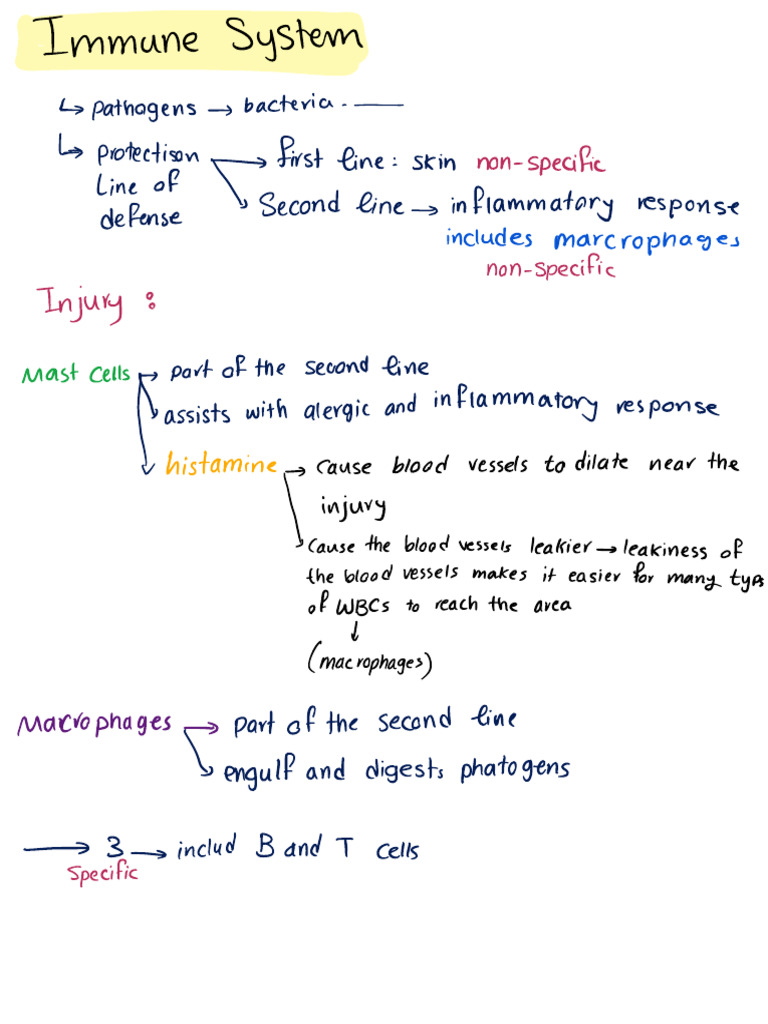 Immunity Notes | PDF