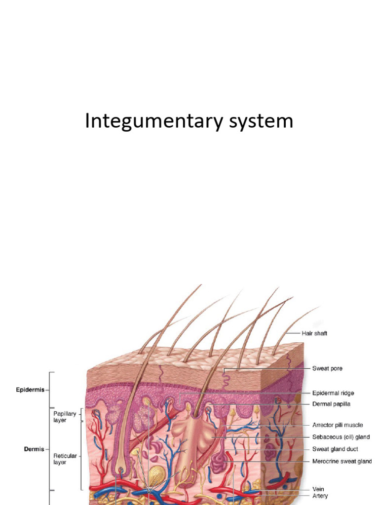 Integumentary System Overview | PDF | Integumentary System | Skin