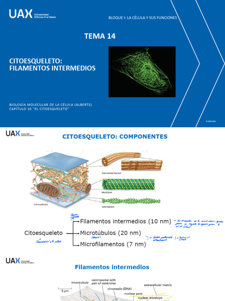 T. 14 Filamentos Intermedios 2023 | PDF | Biología Celular) | Citoesqueleto