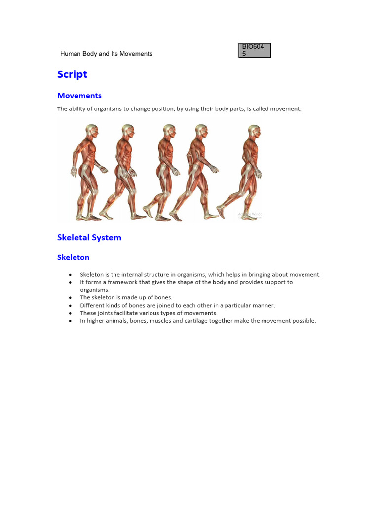 Human Body and Its Movements 6th Script | PDF