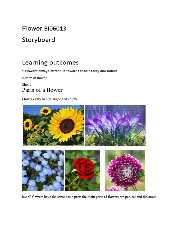 Flower BI06013 Storyboard 1 | PDF | Flowers | Petal