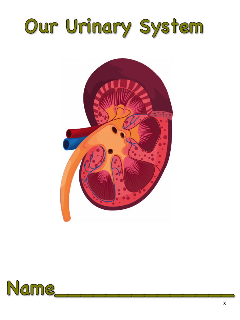 "Diagram of The Urinary System" Worksheet | PDF