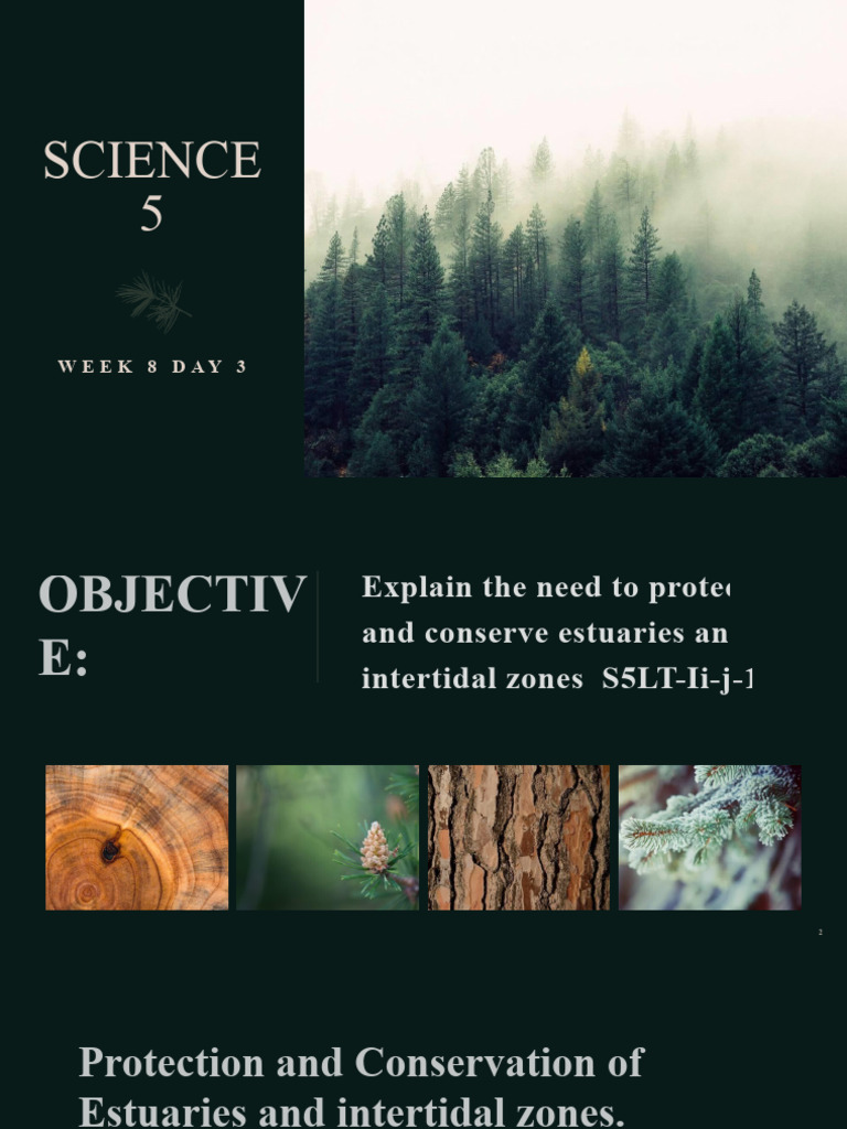 Science 5 Week 8 Day 3 | PDF | Oceans | Sea